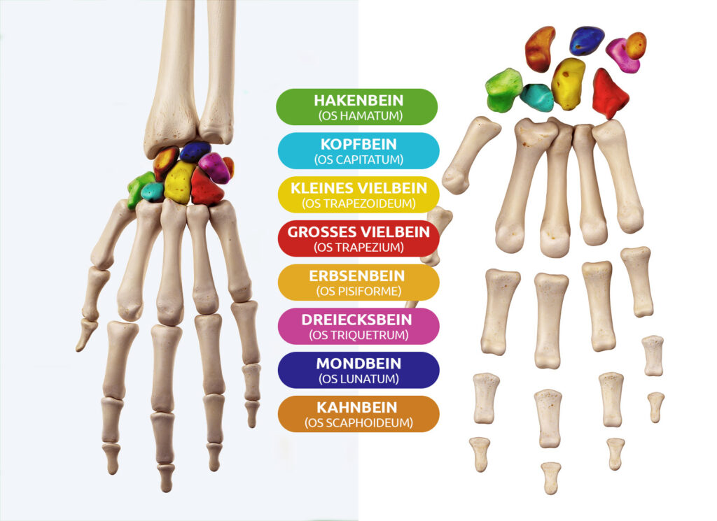 Handwurzelknochen: Anatomie, Funktion, Pathologie | Pflegerio