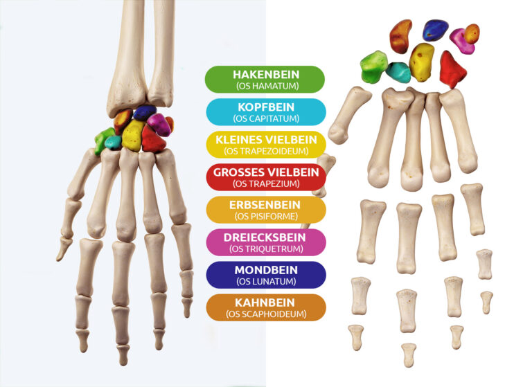 Handwurzelknochen: Anatomie, Funktion, Pathologie | Pflegerio