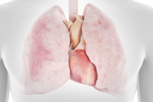 Lunge: Anatomie, Funktion, Pathologie | Pflegerio