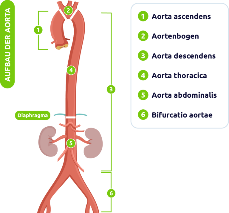 Aorta: Anatomie, Funktion, Pathologie | Pflegerio