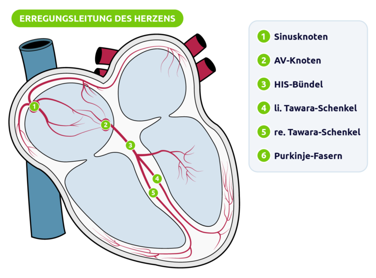 Erregungsleitungssystem des Herzens | Pflegerio