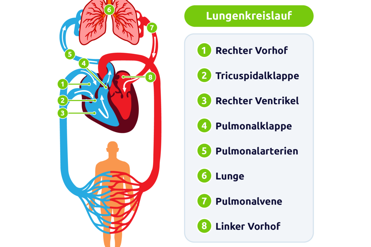 Lungenkreislauf - Pflegerio
