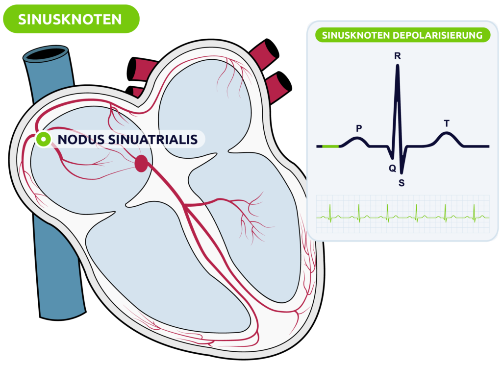 Sinusknoten - Anatomie, Histologie, Physiologie | Pflegerio