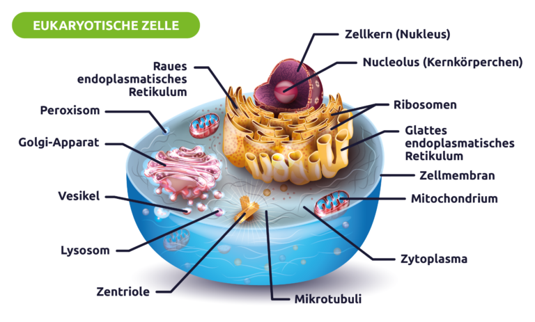 Zelle: Biologie, Struktur, Typen | Pflegerio