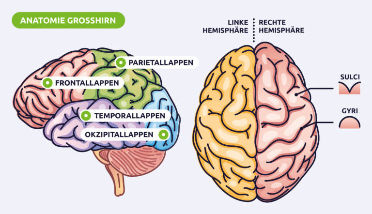 Großhirn: Anatomie, Funktion, Pathologie | Pflegerio