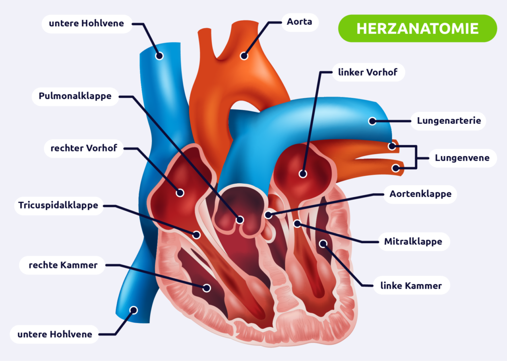 Herz: Anatomie, Funktion, Pathologie | Pflegerio