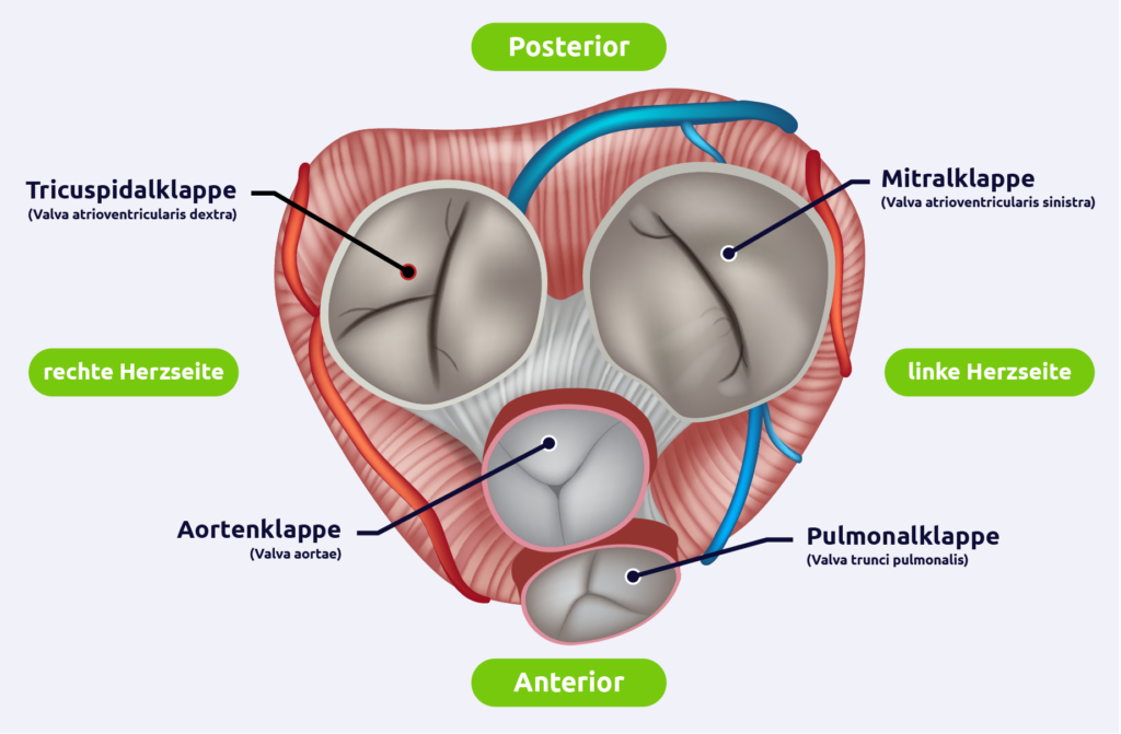 Herzklappen: Anatomie, Funktion, Pathologie | Pflegerio