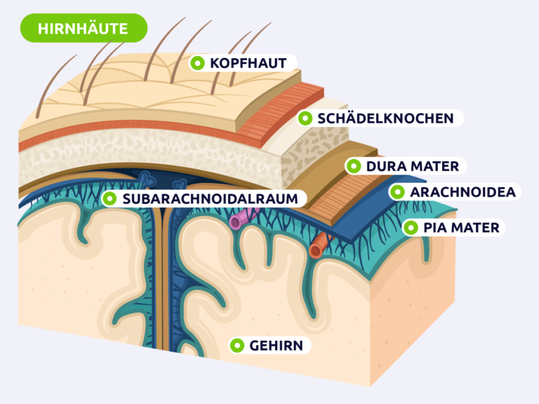 Hirnhäute (Meningen): Anatomie, Funktion, Pathologie | Pflegerio