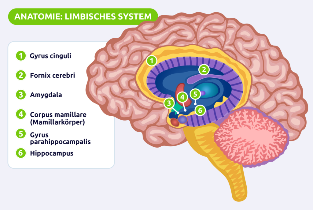 Limbisches System: Anatomie, Funktion, Pathologie | Pflegerio