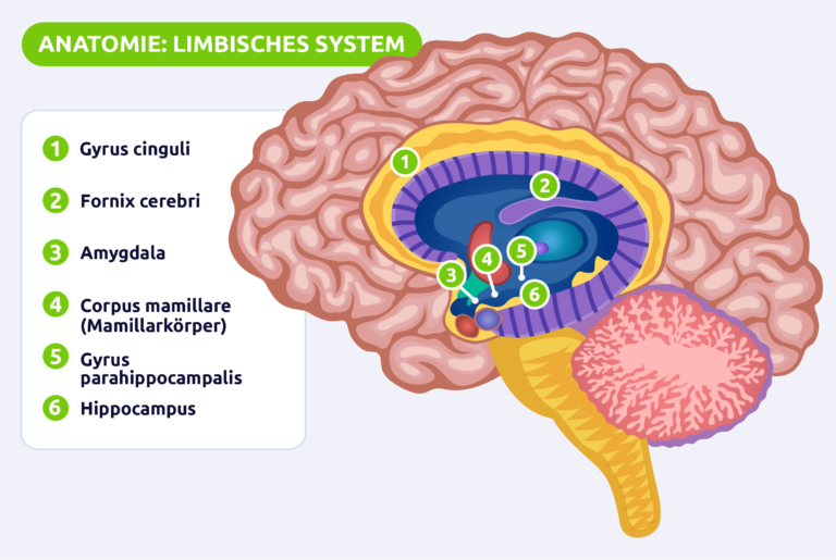 Limbisches System: Anatomie, Funktion, Pathologie | Pflegerio