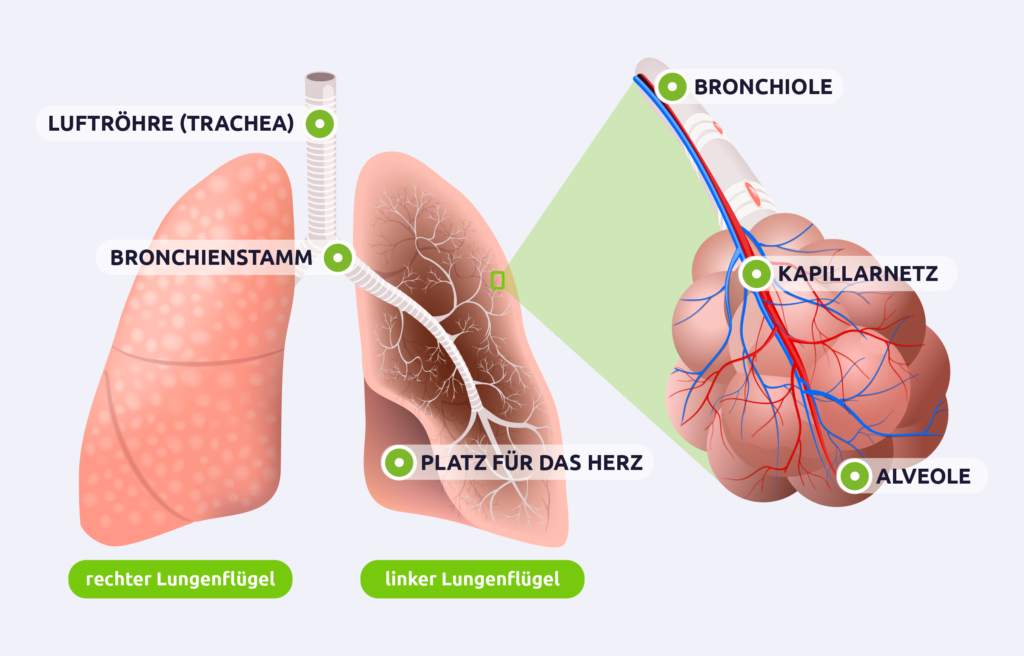 Lunge: Anatomie, Funktion, Pathologie | Pflegerio
