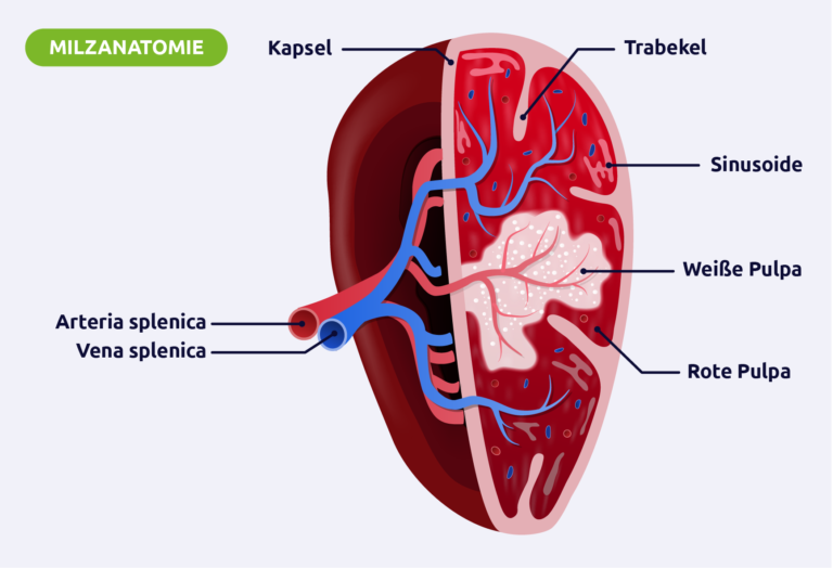 Milz: Anatomie, Funktion, Pathologie | Pflegerio