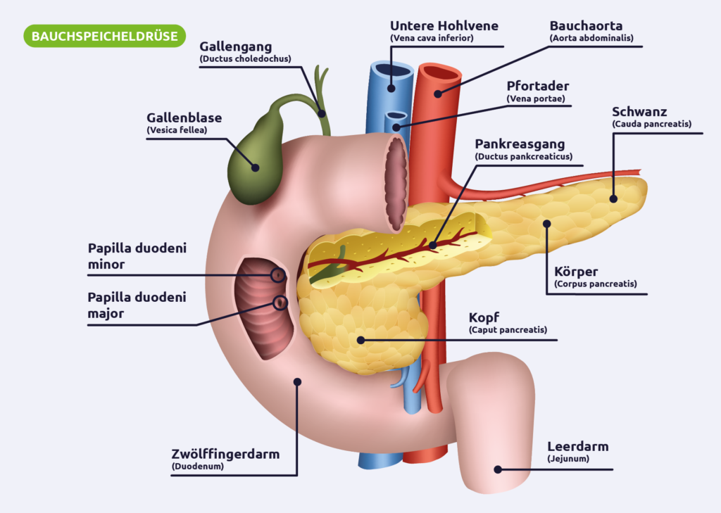 Bauchspeicheldrüse: Anatomie, Funktion, Pathologie | Pflegerio