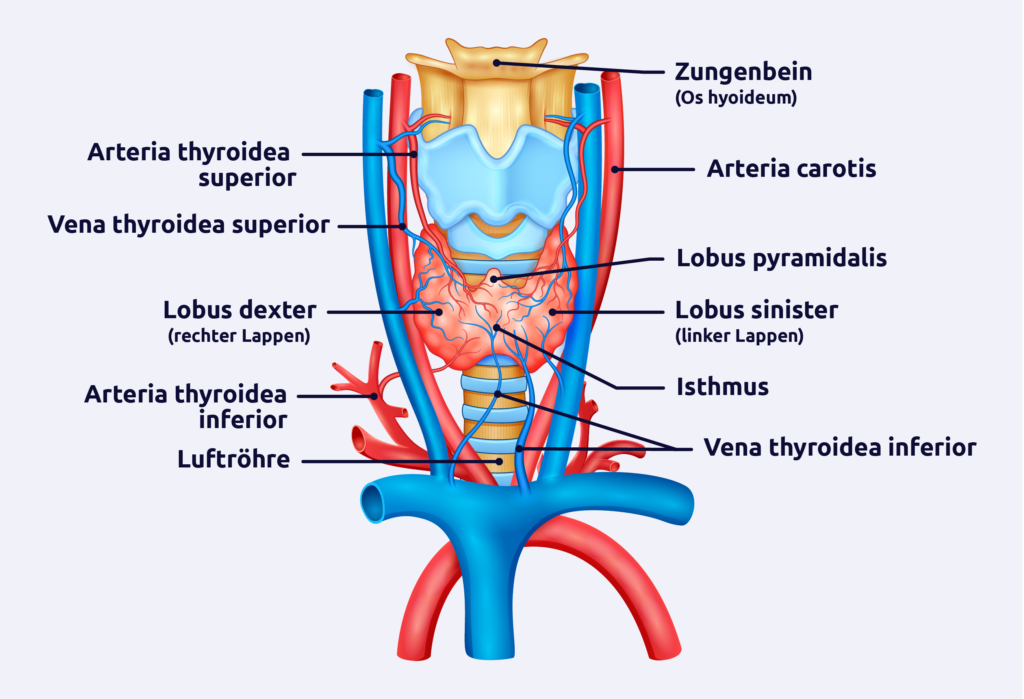 Schilddrüse: Anatomie, Funktion, Pathologie | Pflegerio