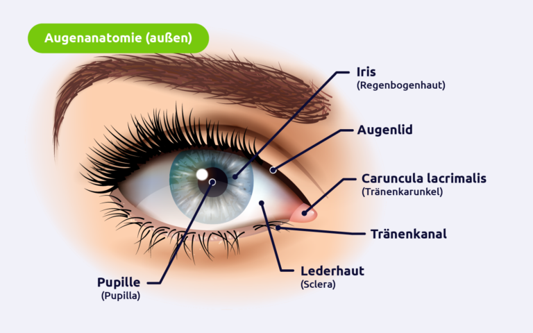 Auge: Anatomie, Funktion, Pathologie - Pflegerio