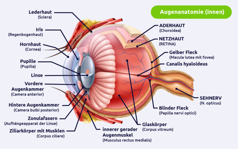 Auge: Anatomie, Funktion, Pathologie - Pflegerio