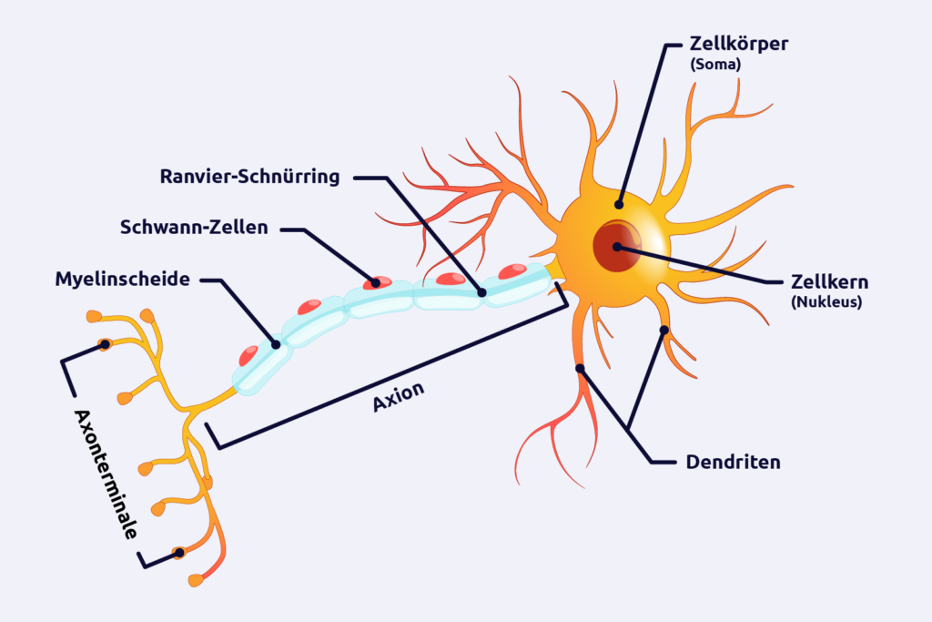 Nervenzelle (Neuron) | Pflegerio