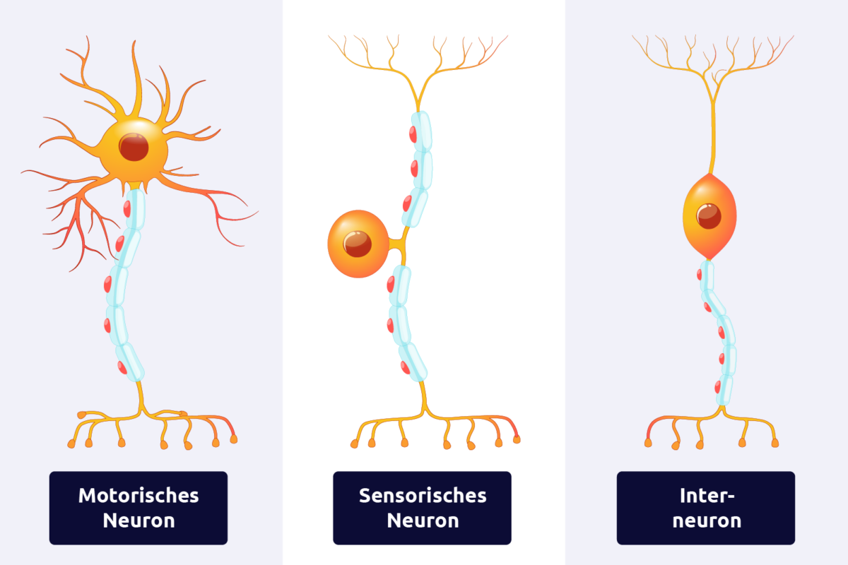 Nervenzelle (Neuron) | Pflegerio